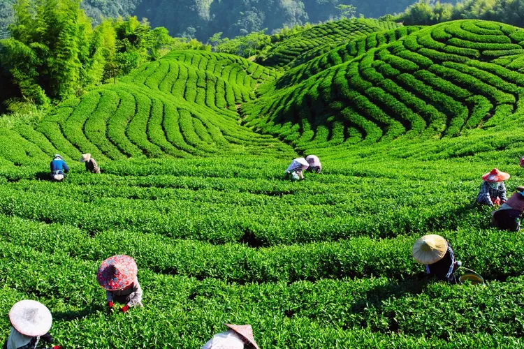 Tea Walk di Gunung Mas Puncak Relaksasi kembali ke alam 86